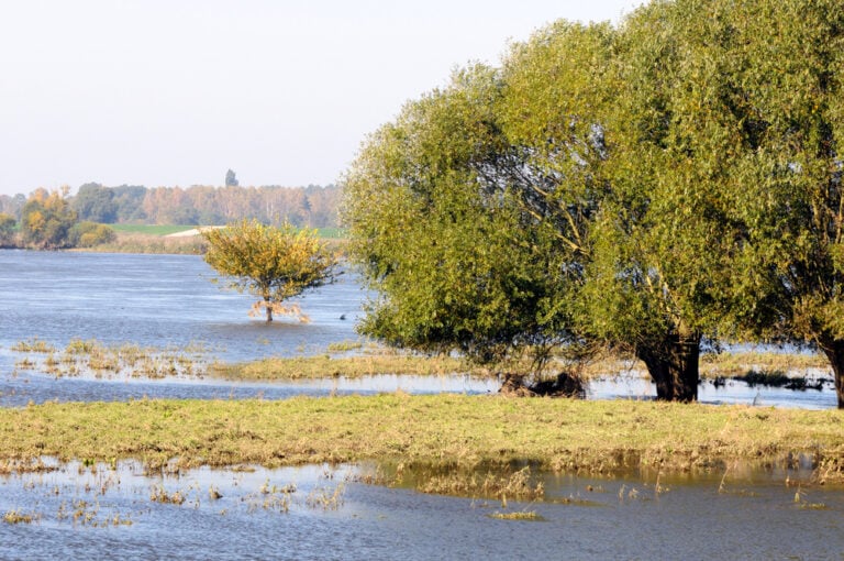 15 Trees That Thrive in Wetlands and Flood-Prone Areas