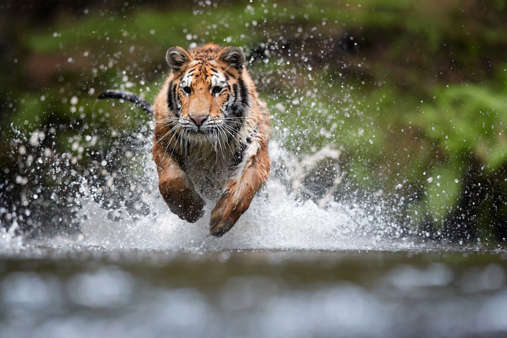 16 Animals That Escaped Zoos In Bizarre Ways