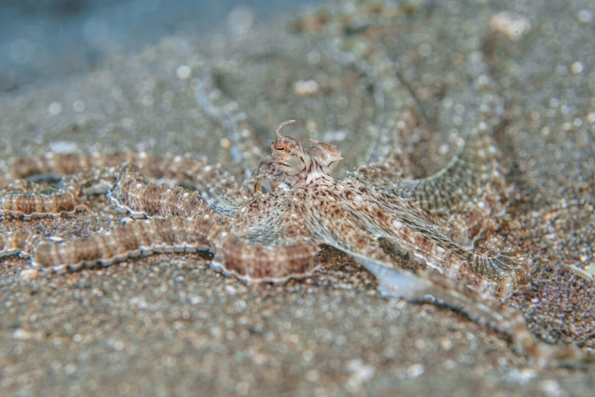 15 Animals That Use Mimicry to Hunt