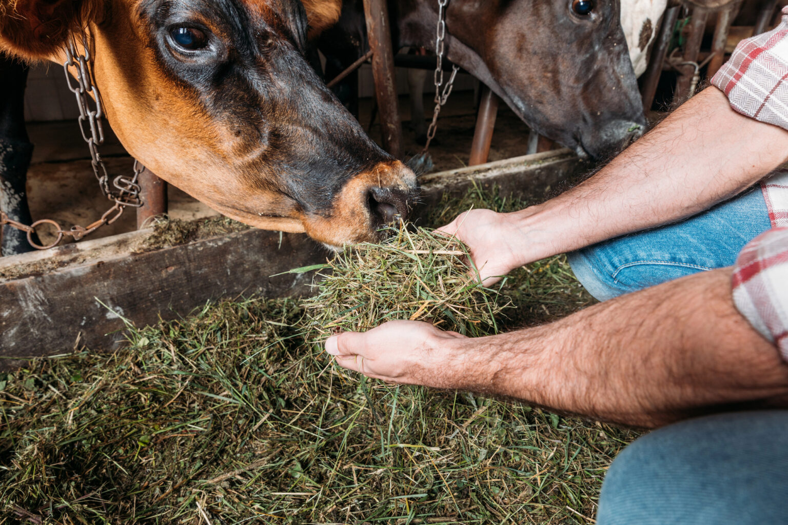 15 Ancient Agricultural Methods Still Used Today