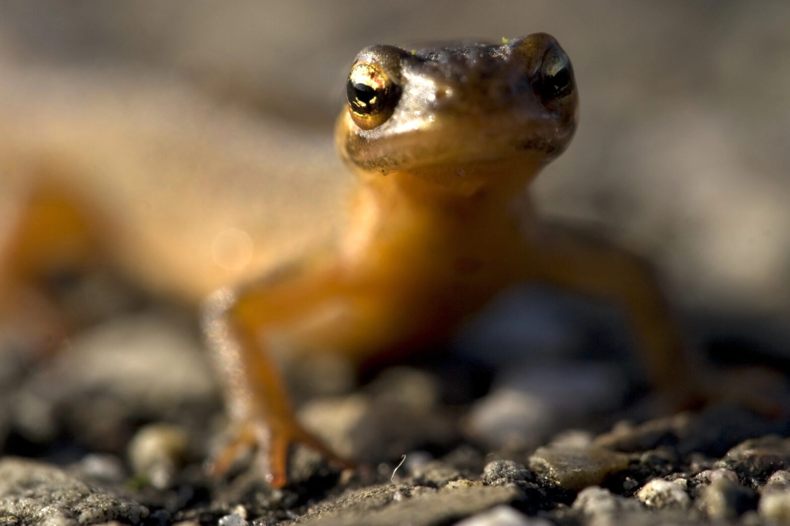 14 Animals That Can Regrow Lost Limbs