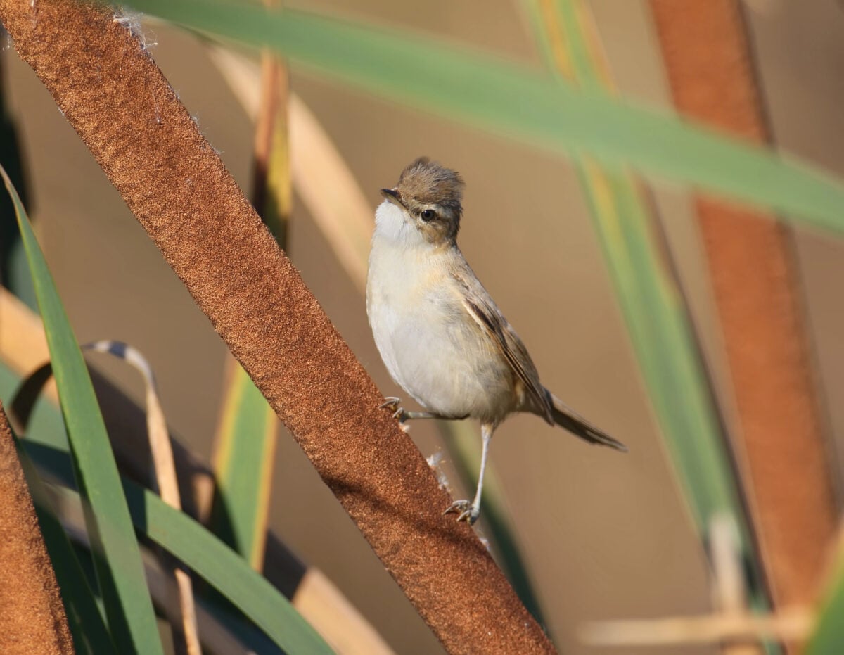 15 Birds That Can Perfectly Mimic Sounds
