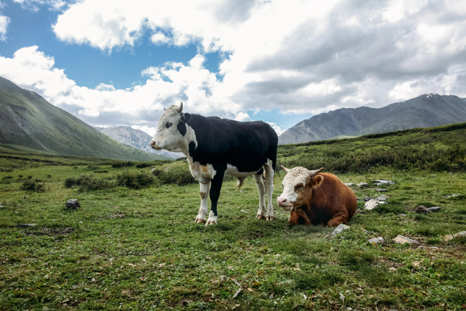 15 Animals That Navigate Using Earth's Magnetism