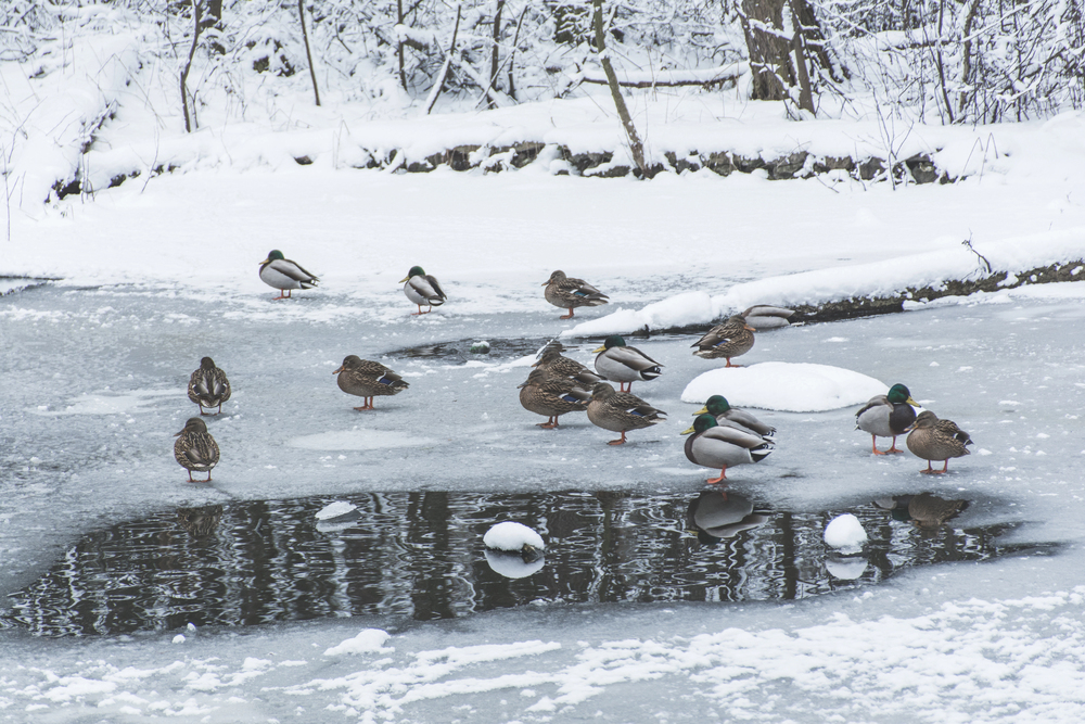 17 Animals That Can Survive Being Frozen Solid