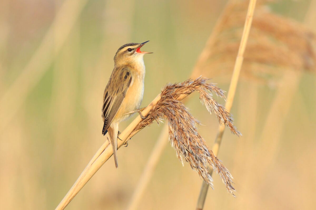 15 Birds That Can Perfectly Mimic Sounds