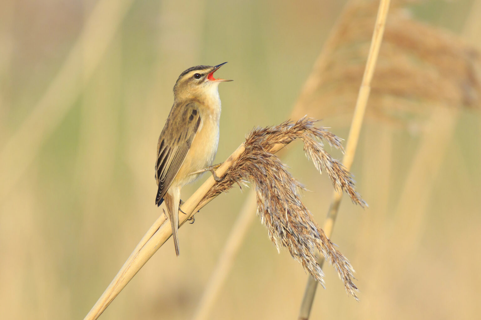 15 Birds That Can Perfectly Mimic Sounds