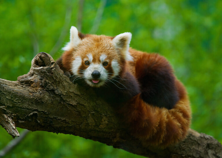 16 Animals That Escaped Zoos In Bizarre Ways