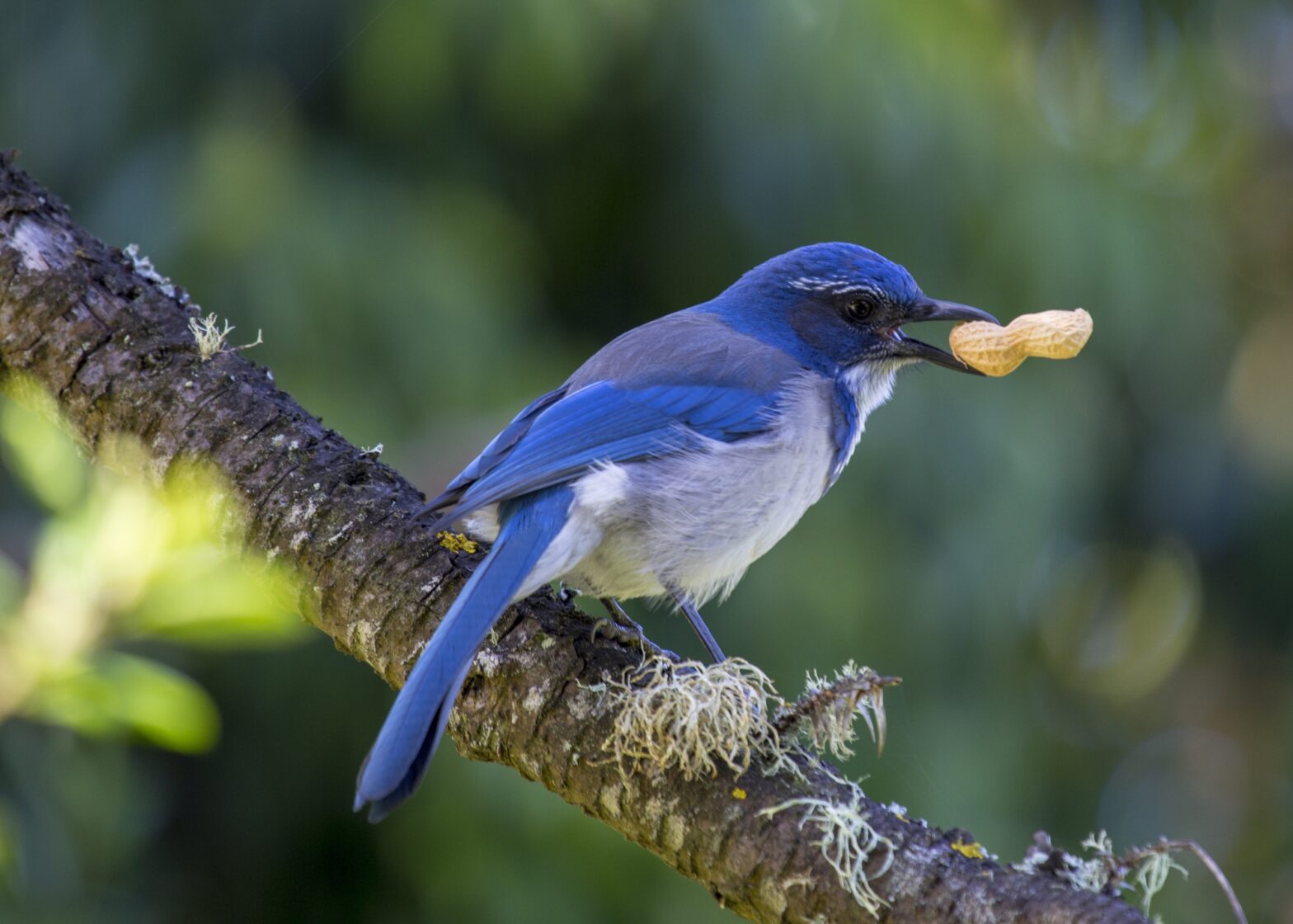 15 Birds That Can Perfectly Mimic Sounds