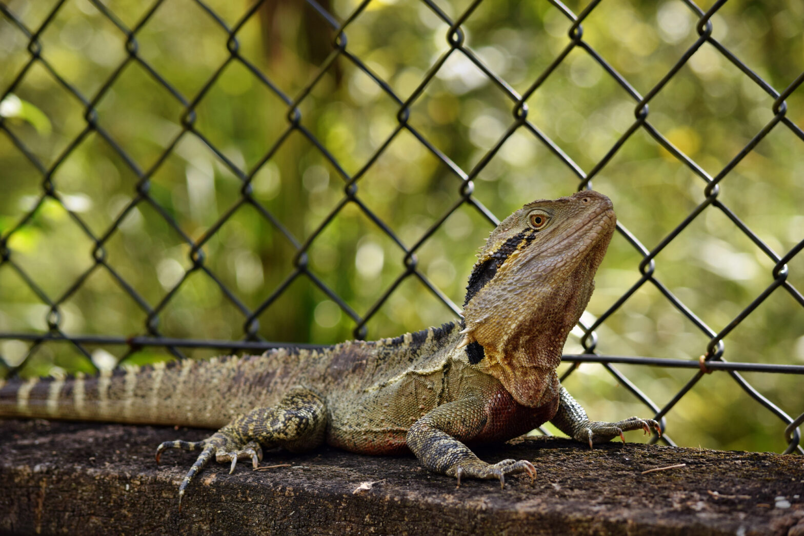 14 Animals That Can Regrow Lost Limbs