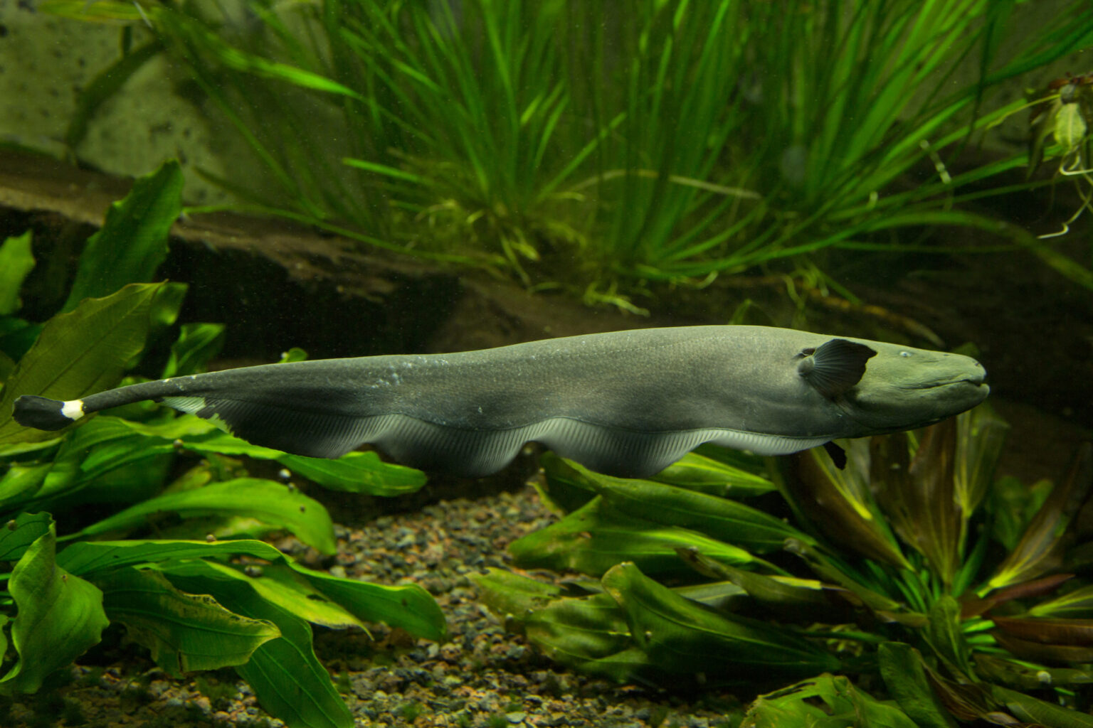 11 Animals That Use Electric Fields