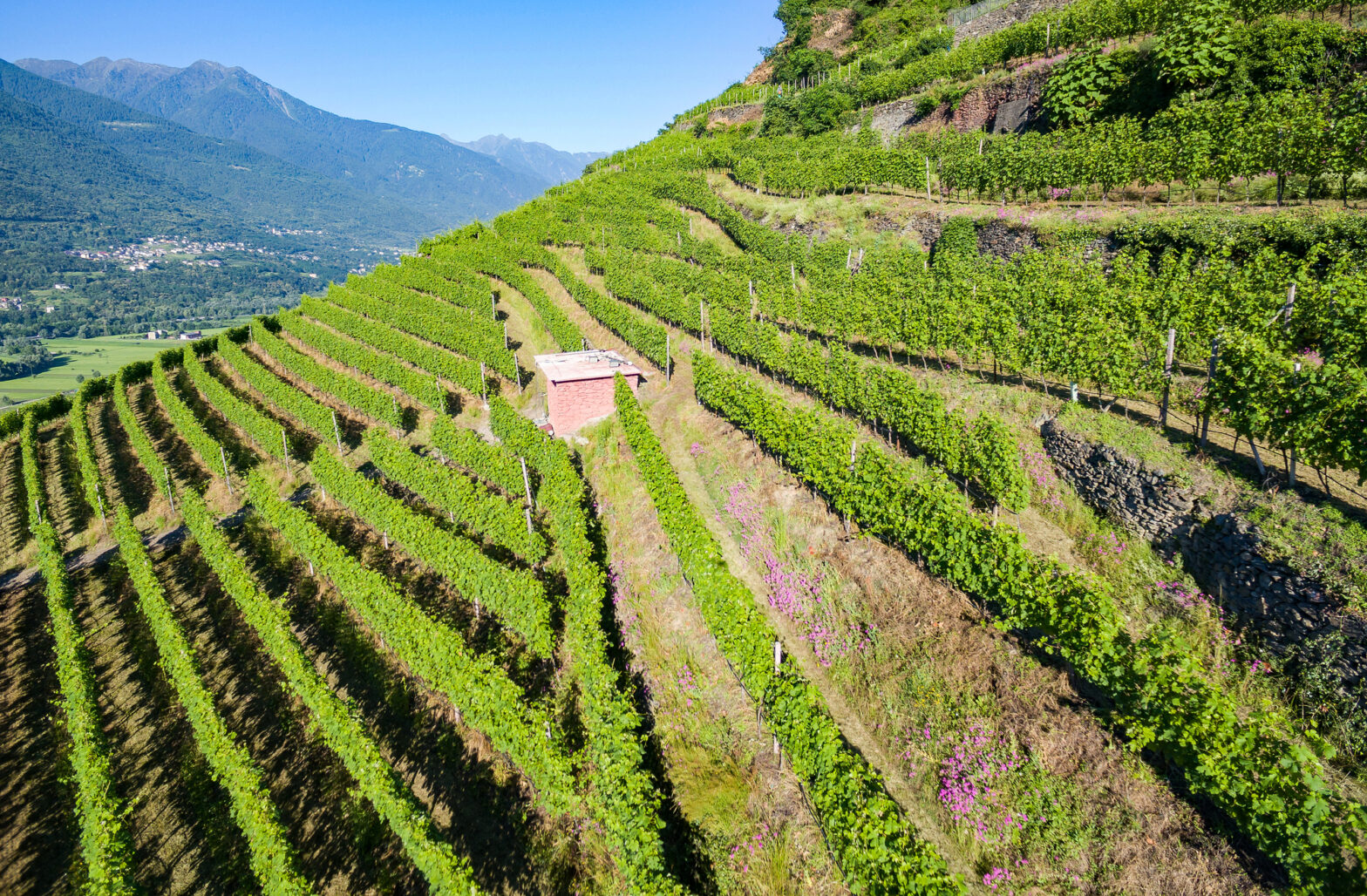 15 Ancient Agricultural Methods Still Used Today