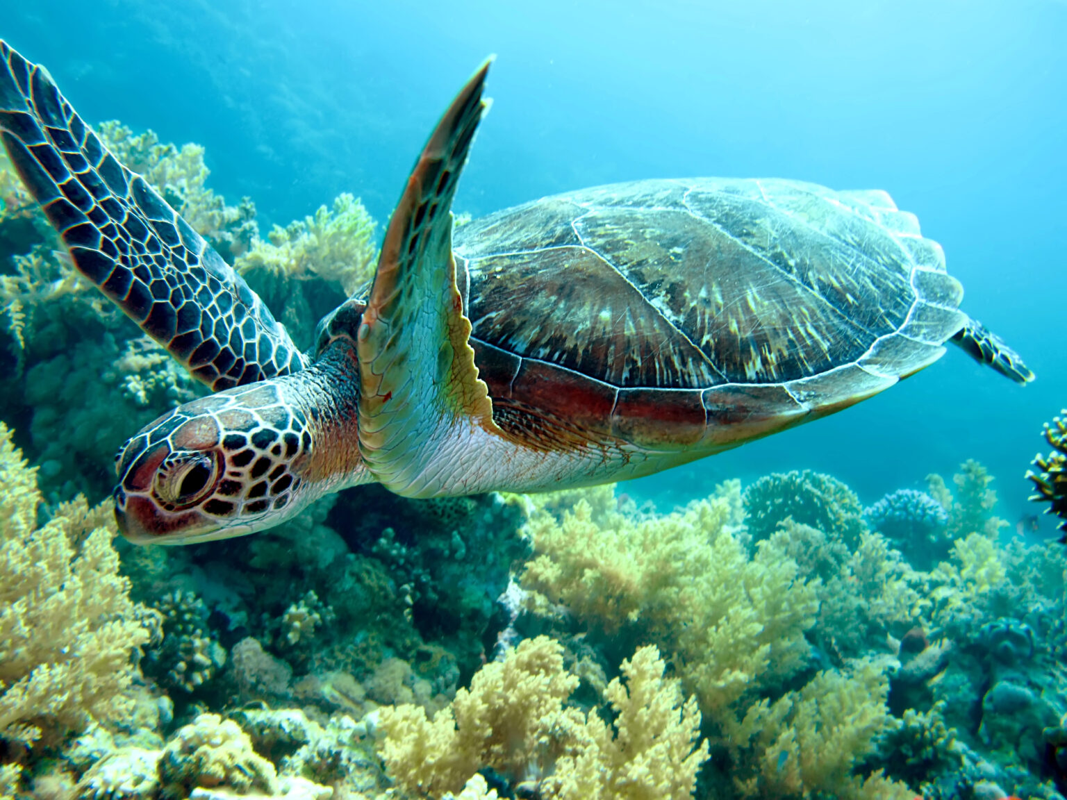 15 Animals That Navigate Using Earth's Magnetism