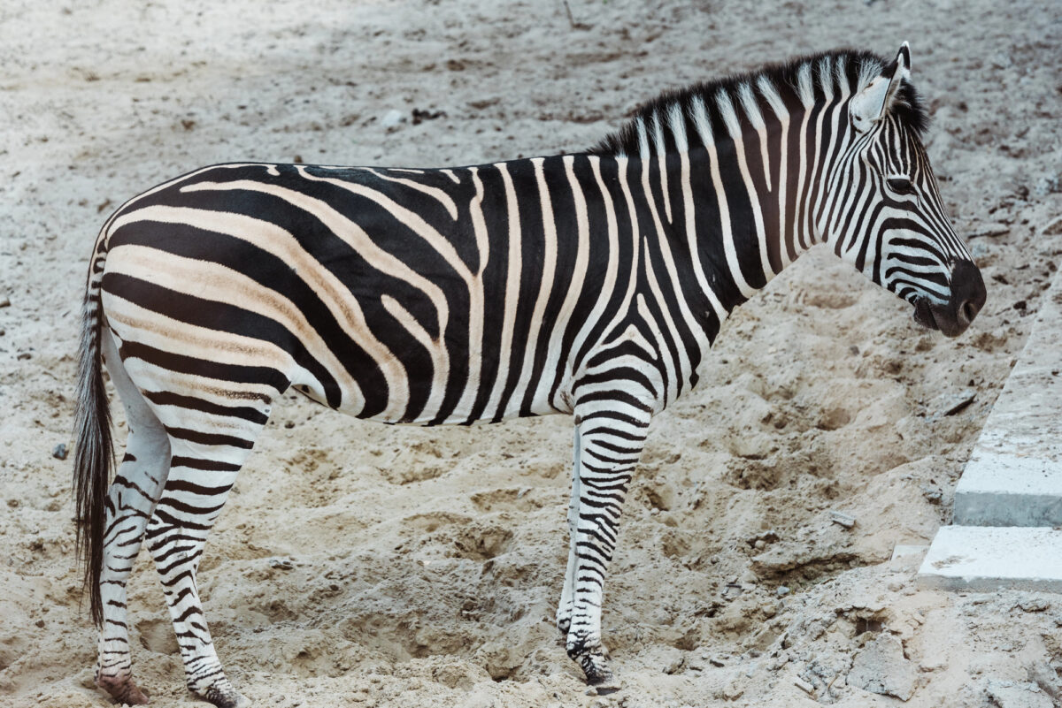 16 Animals That Migrate in Large Groups