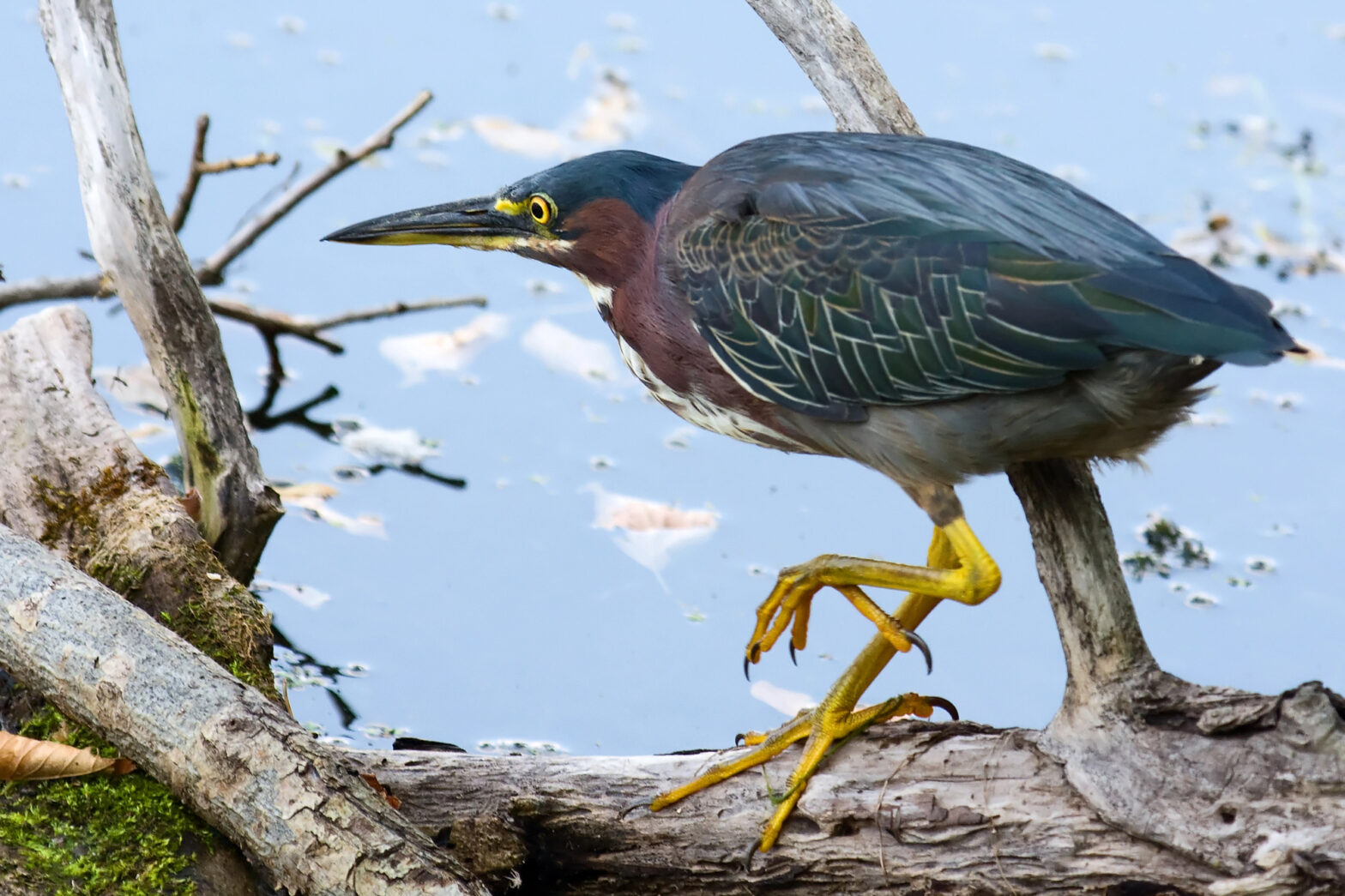 15 Animals That Use Mimicry to Hunt