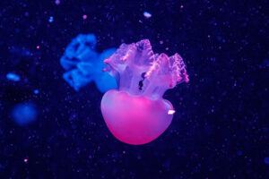 15 Things That Glow Under Black Light