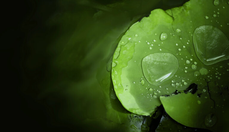 16 Human Inventions Inspired by Nature