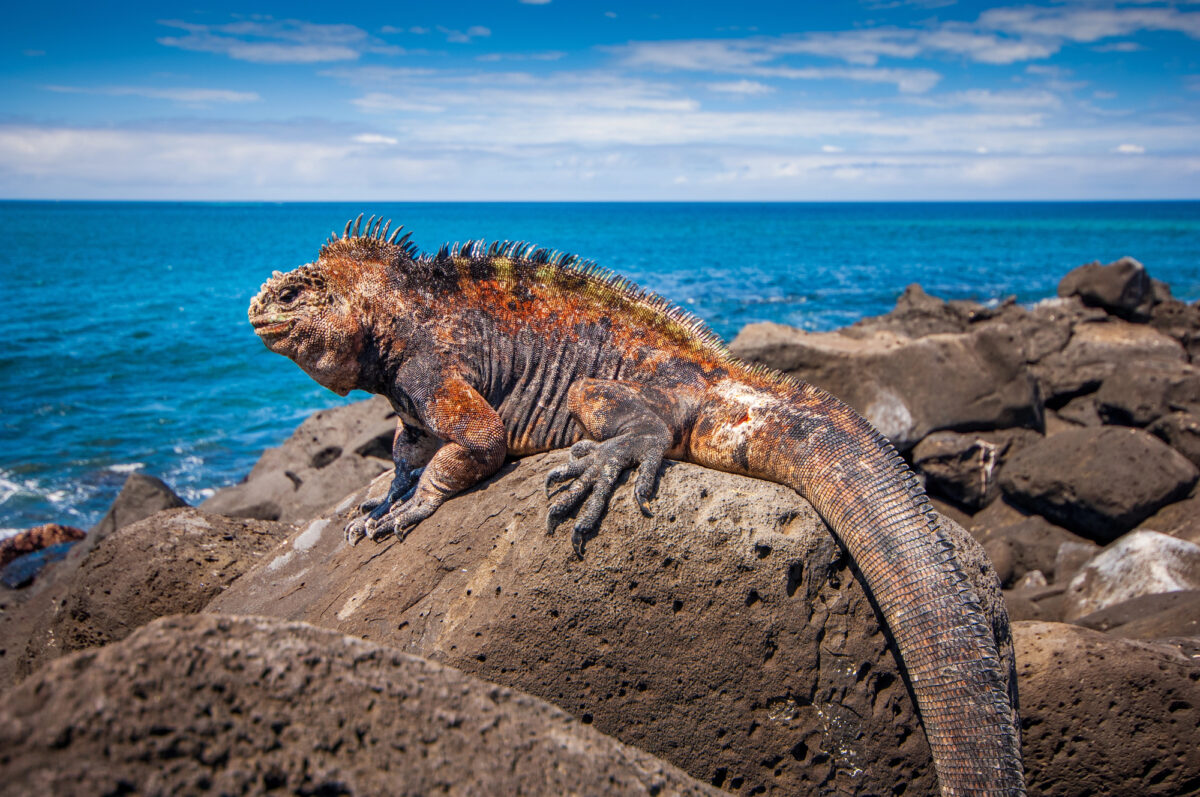13 Animals That Live Near Volcanoes