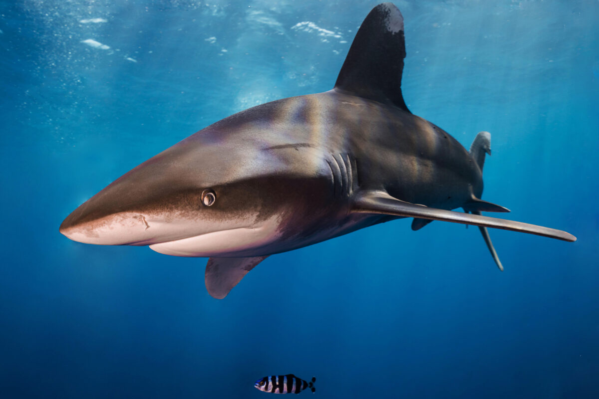 15 Animals That Navigate Using Earth's Magnetism