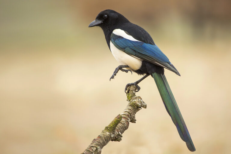 15 Birds That Can Perfectly Mimic Sounds