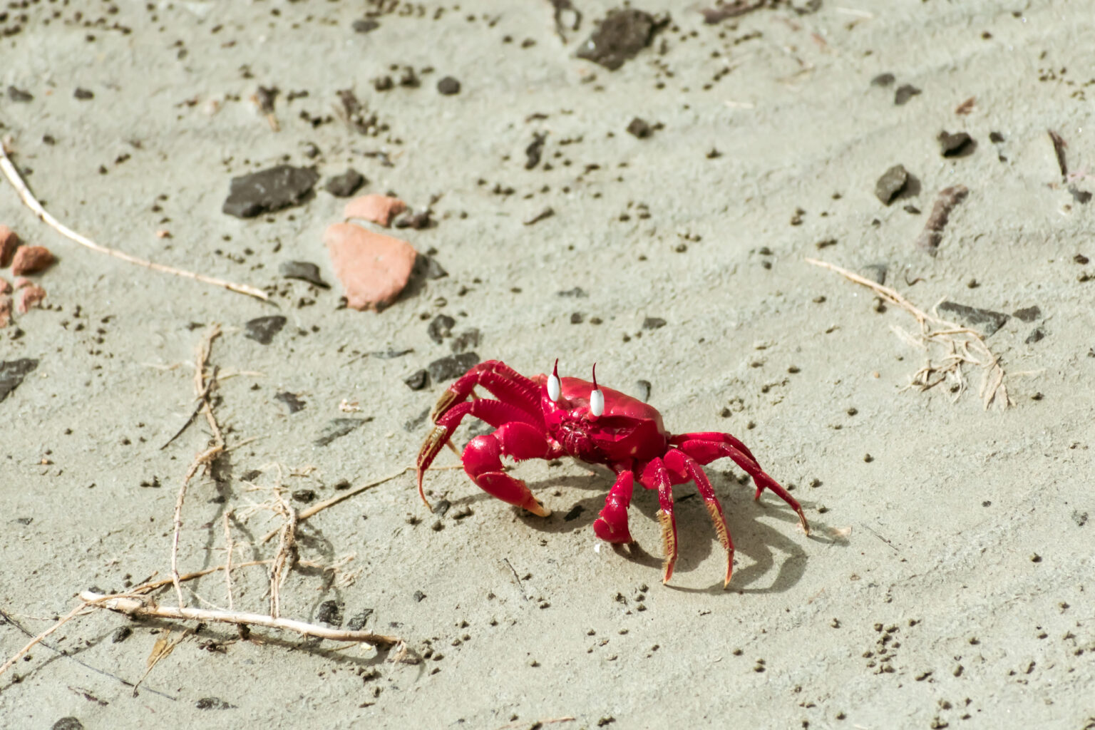 14 Animals That Can Regrow Lost Limbs