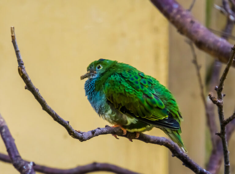 12 Animals That Create Beautiful Art-Like Structures