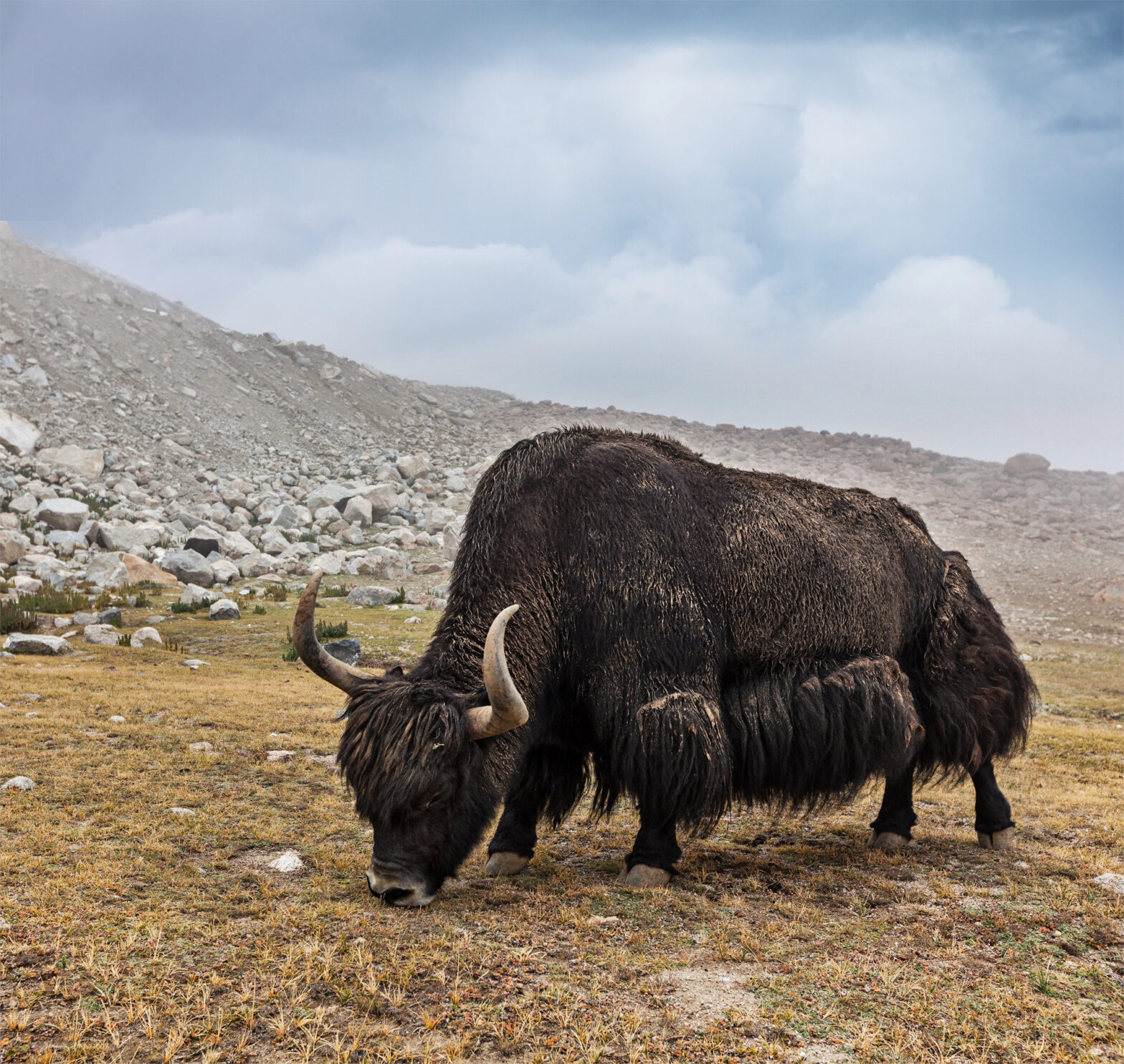 13 Animals That Live Near Volcanoes