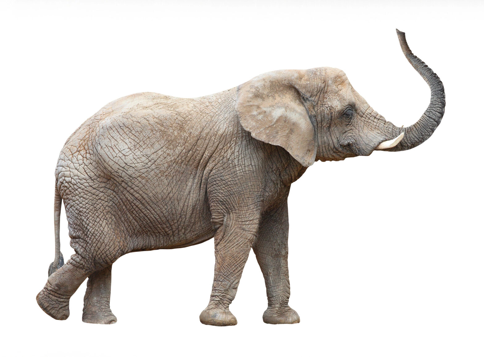 16 Animals That Migrate in Large Groups