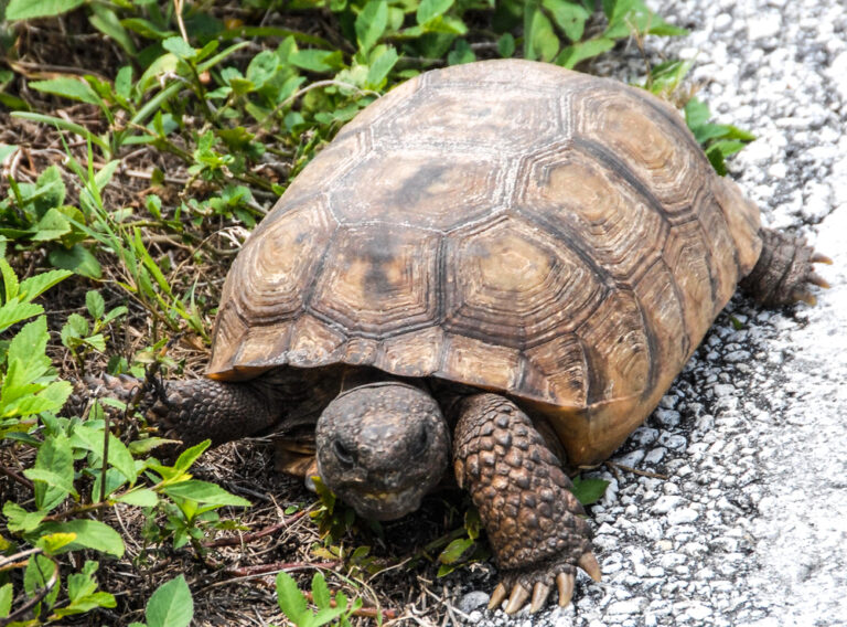 15 Animals That Farm Their Own Food Supply
