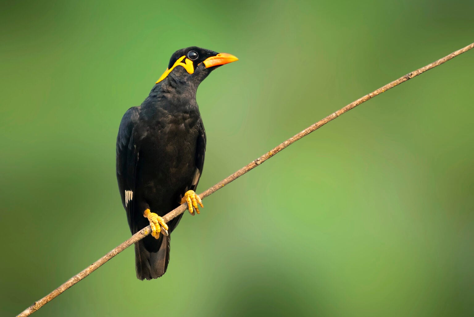 15 Birds That Can Perfectly Mimic Sounds