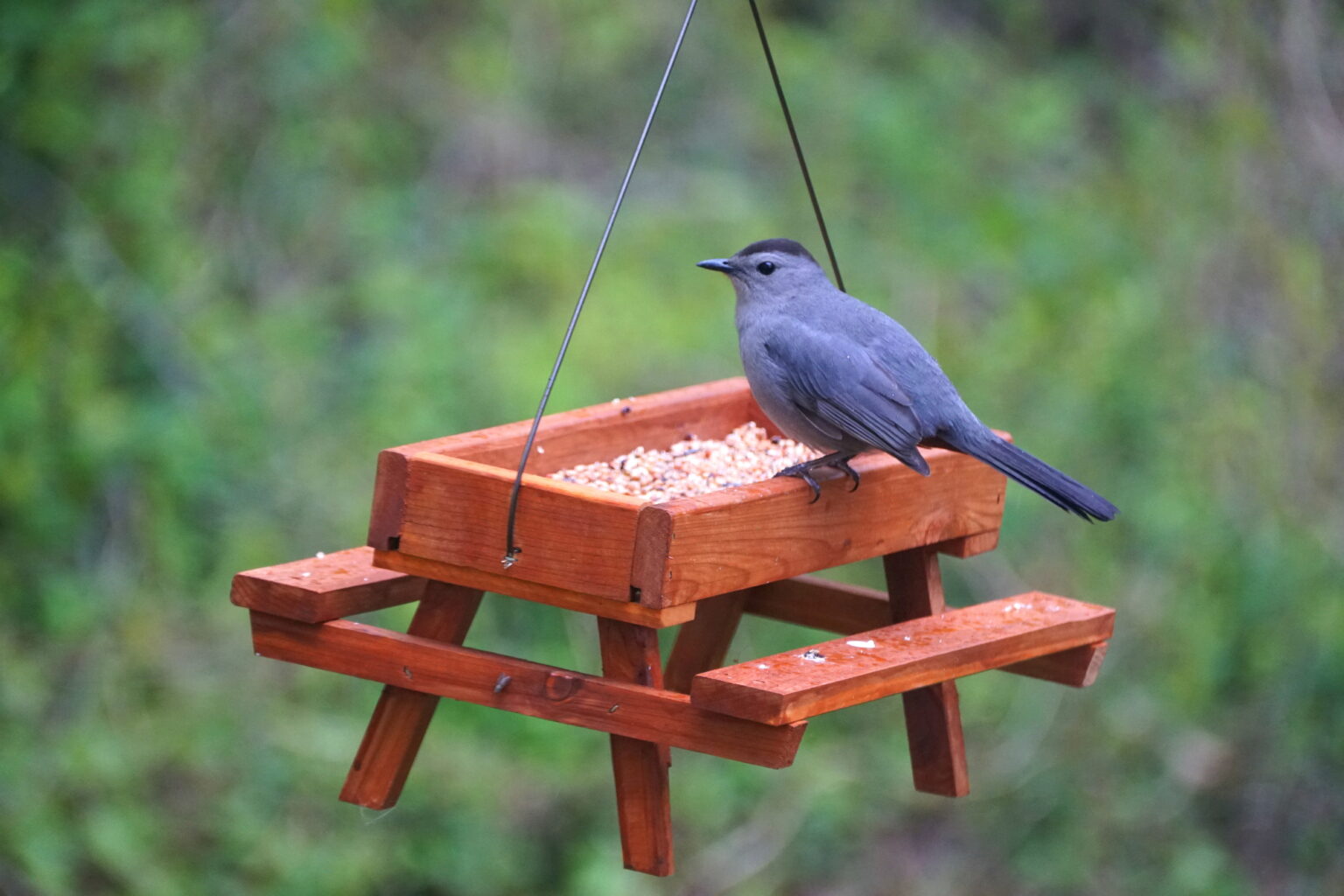 15 Birds That Can Perfectly Mimic Sounds