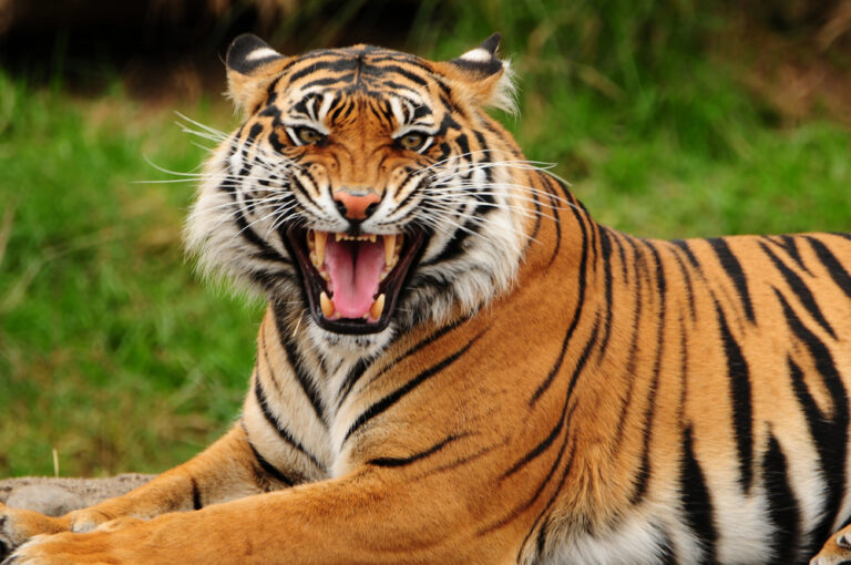 16 Animals That Escaped Zoos In Bizarre Ways