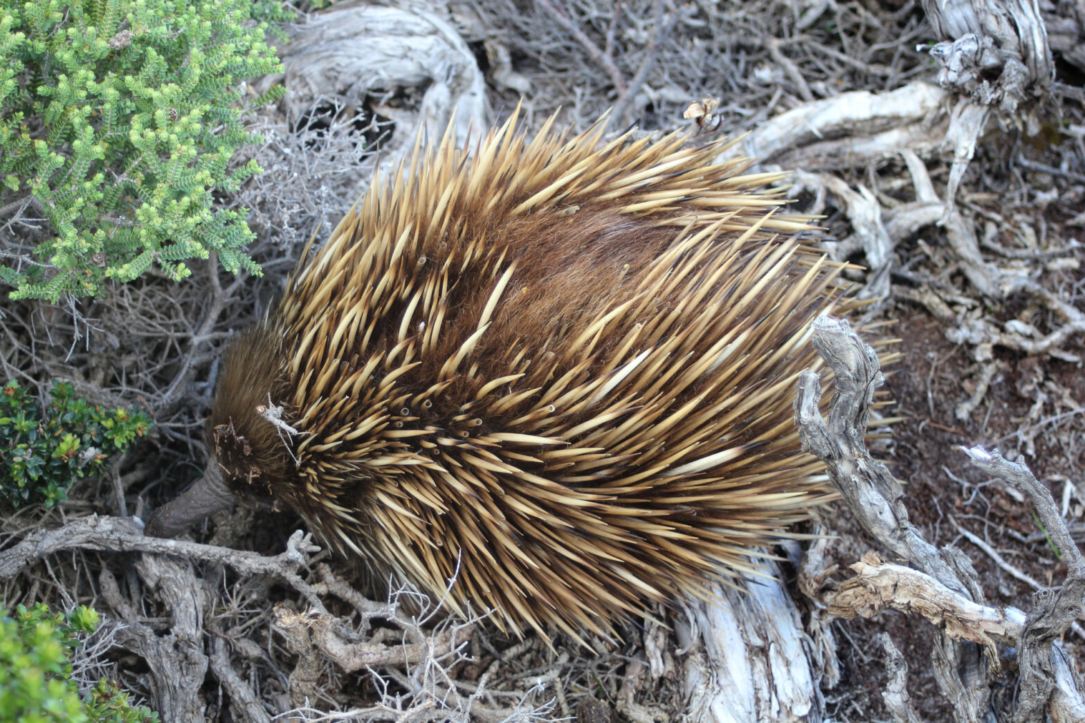 11 Animals That Use Electric Fields