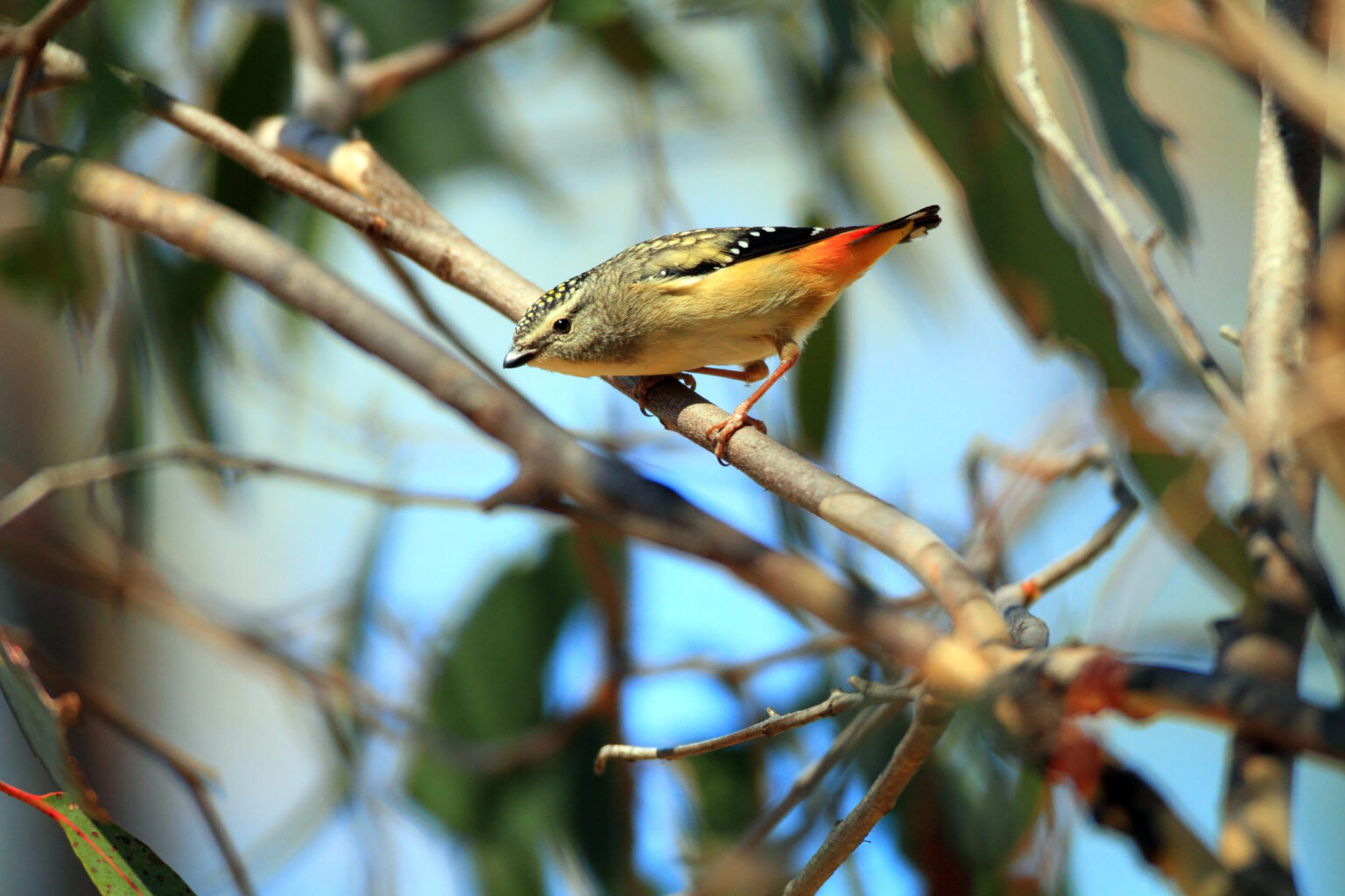 15 Birds That Can Perfectly Mimic Sounds