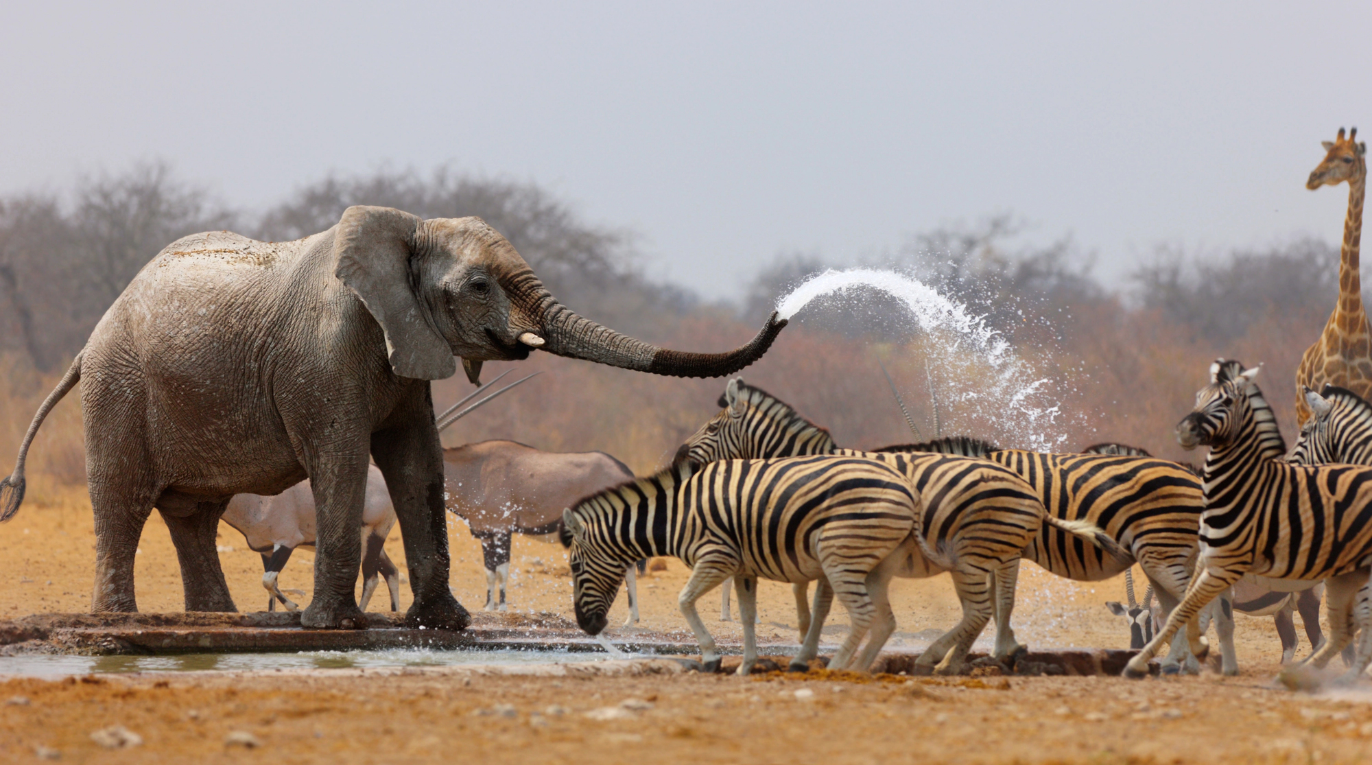 15 Animals That Navigate Using Earth's Magnetism