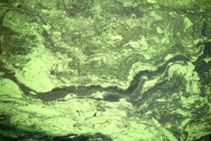 16 Ocean Dead Zones That Threaten Marine Life