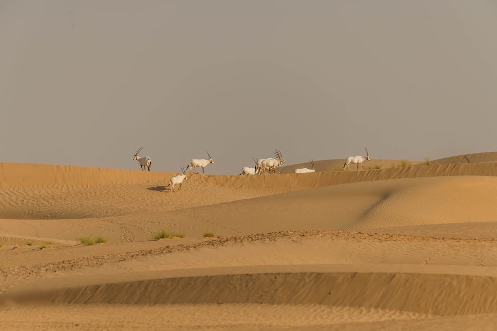 17 Desert Animals That Get Water From Food Only