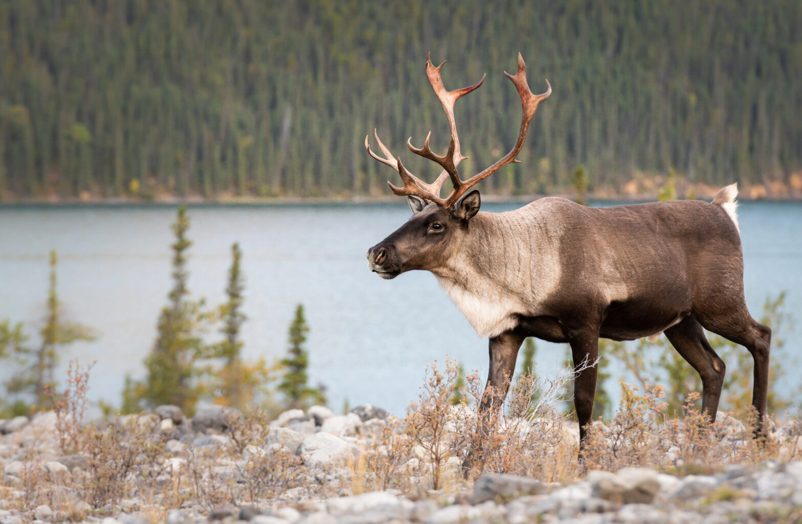 16 Animals That Migrate in Large Groups