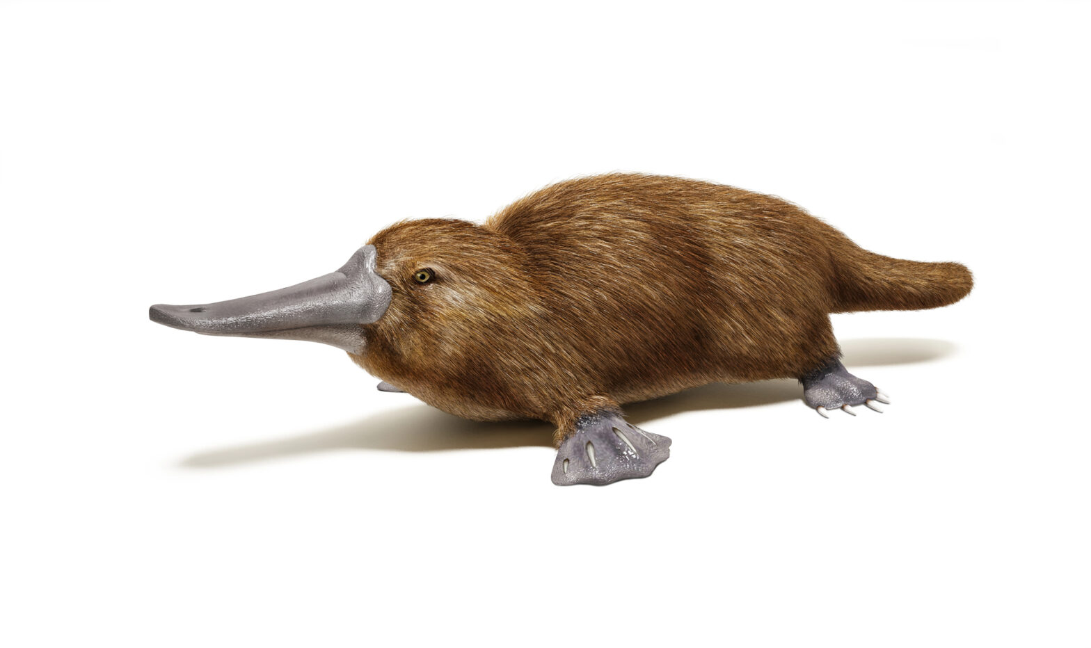 11 Animals That Use Electric Fields