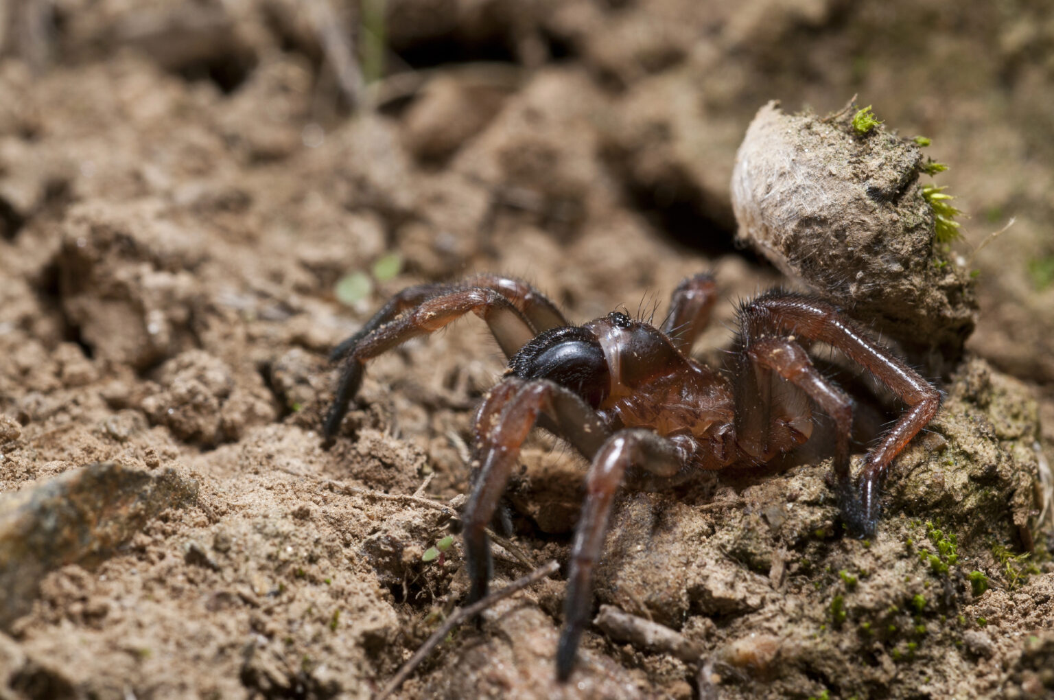 15 Animals That Use Mimicry to Hunt