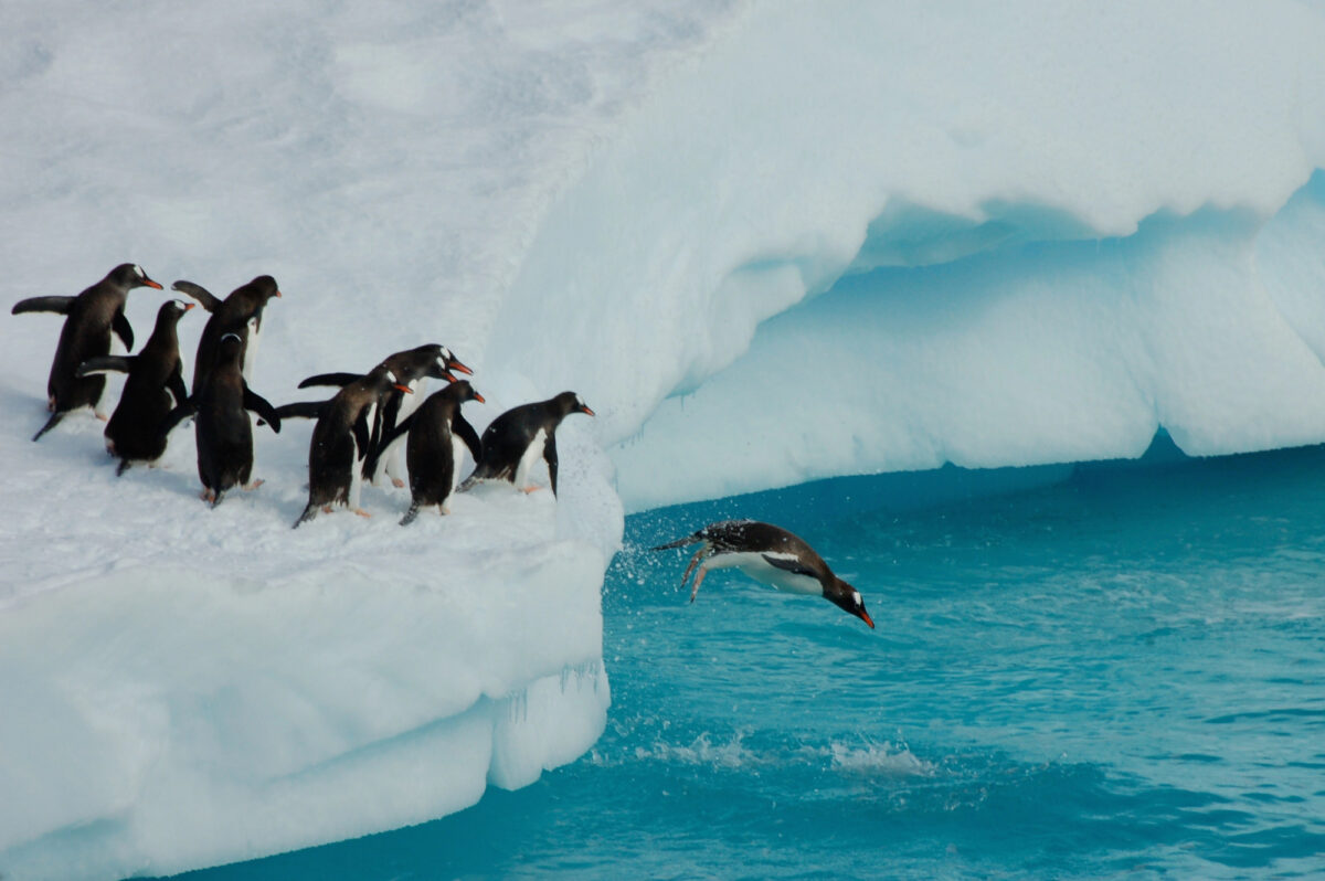16 Animals That Migrate in Large Groups