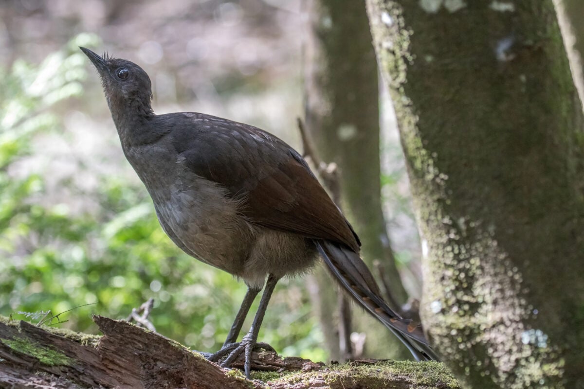 15 Birds That Can Perfectly Mimic Sounds