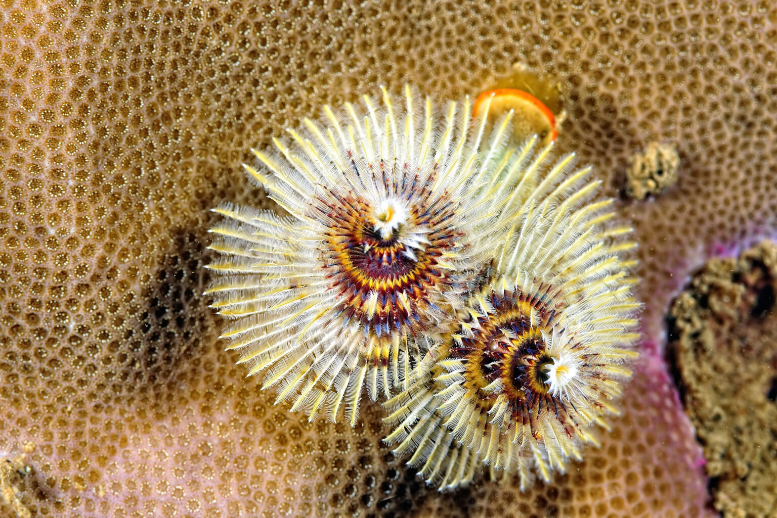 13 Ocean Creatures Scientists Recently Discovered