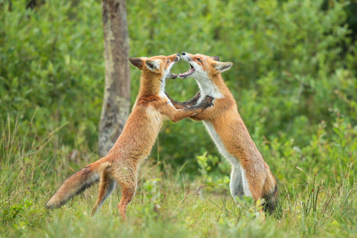 15 Animals That Navigate Using Earth's Magnetism
