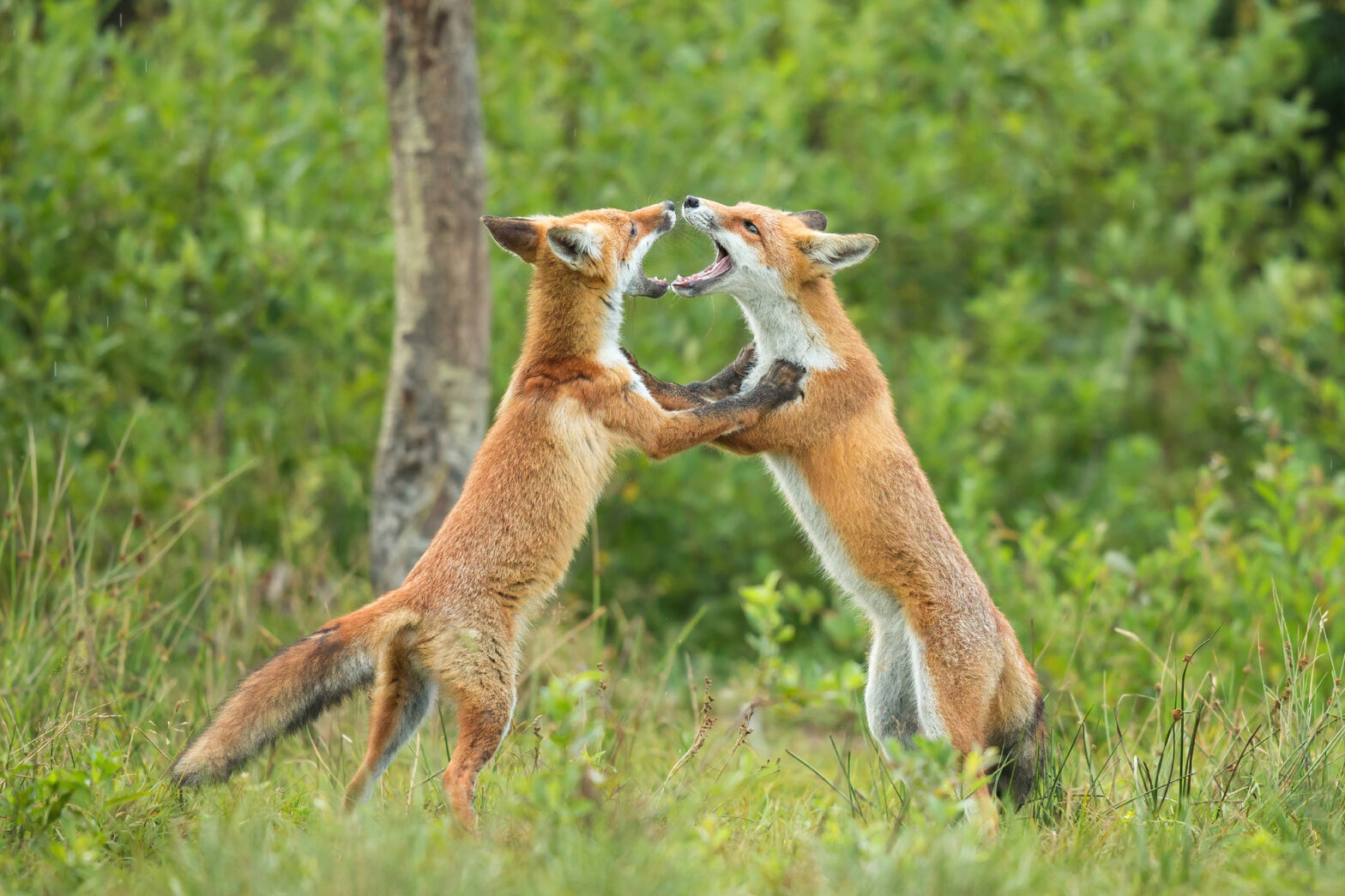 15 Animals That Navigate Using Earth's Magnetism