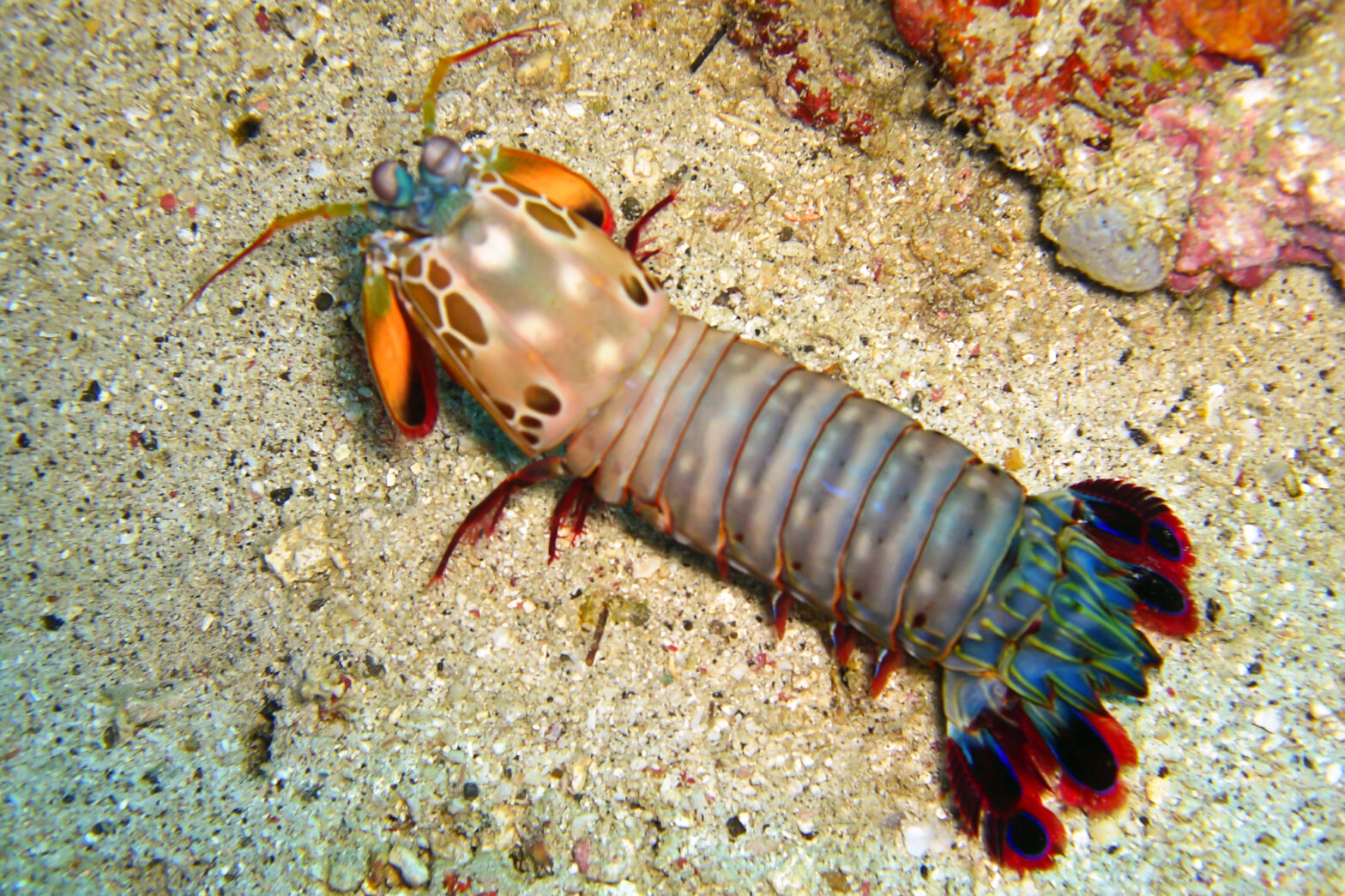13 Ocean Creatures Scientists Recently Discovered