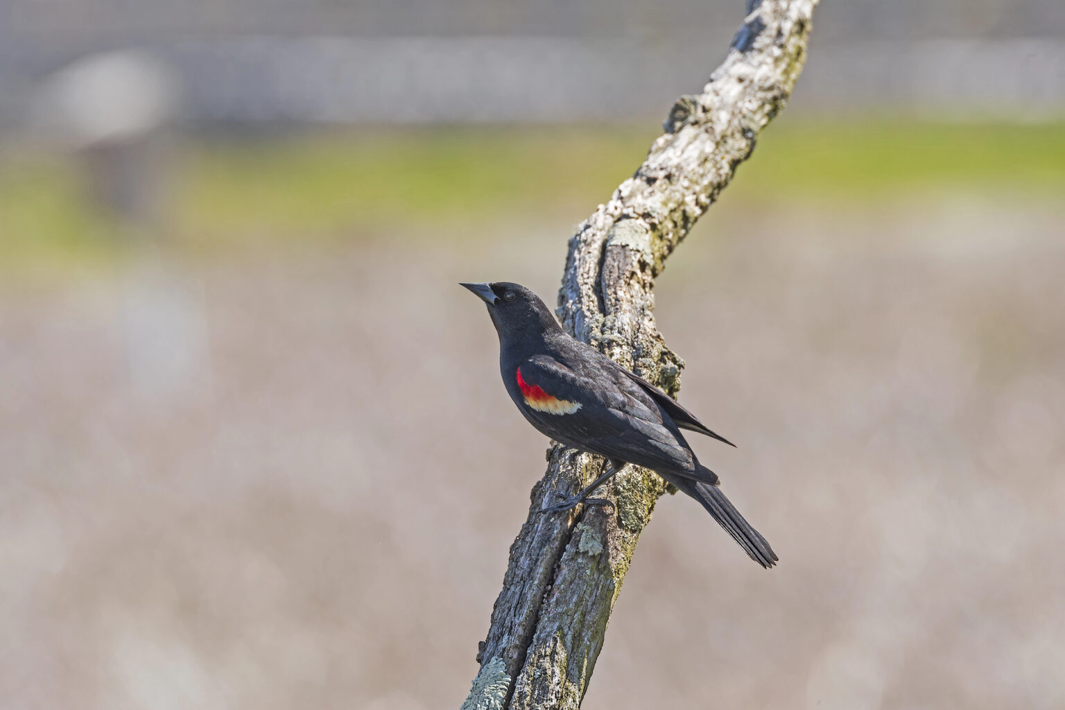 15 Birds That Can Perfectly Mimic Sounds