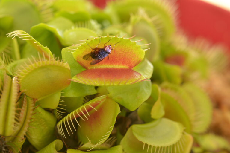 17 Plants That Move Without Any Wind or Touch