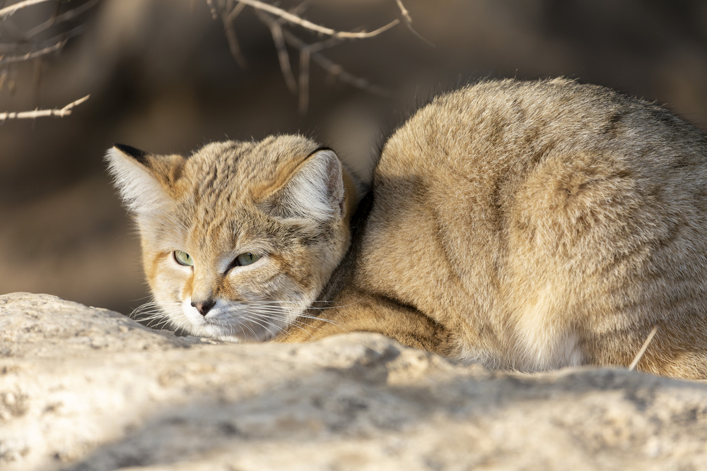 15 Desert Creatures That Live Without Water
