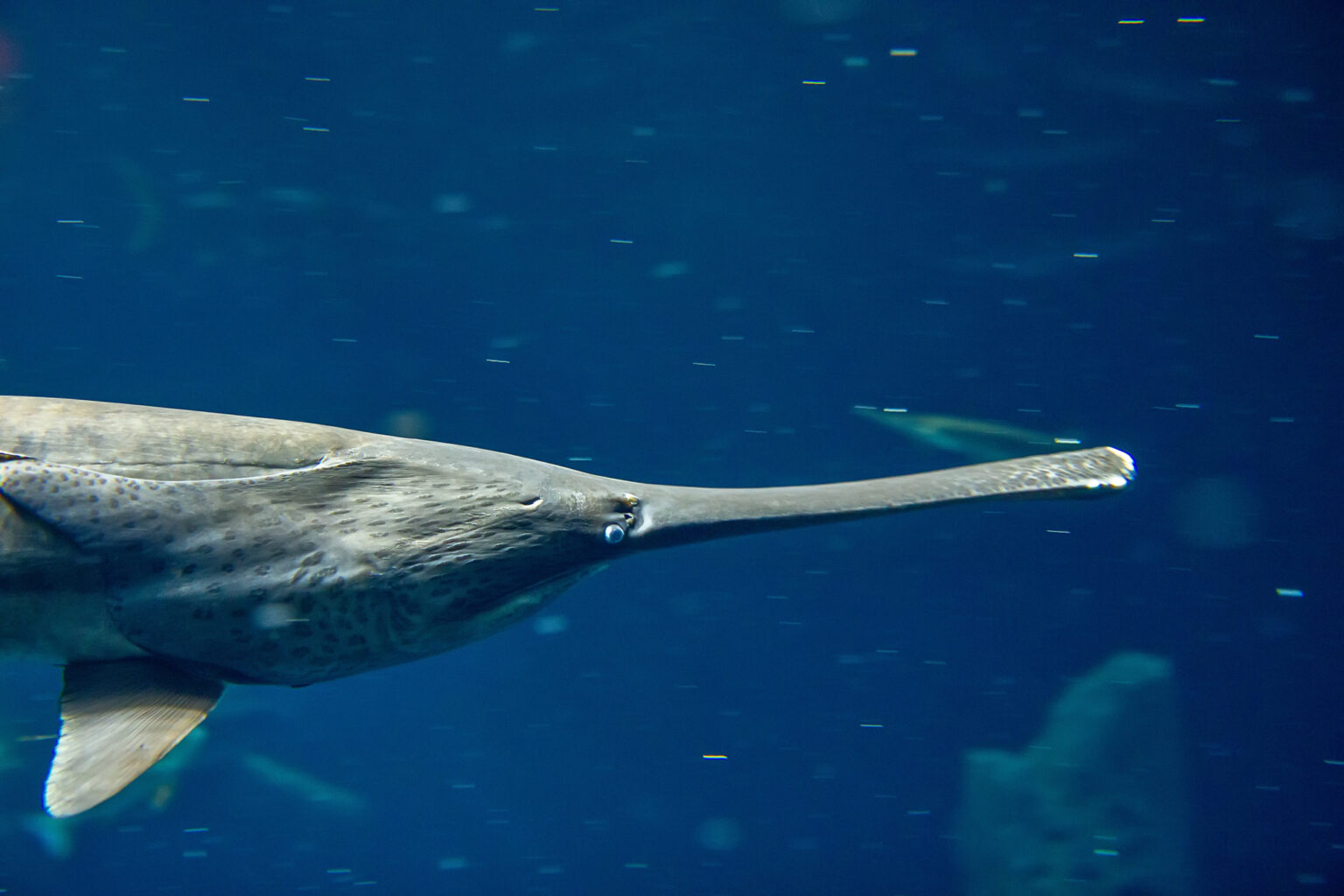 11 Animals That Use Electric Fields