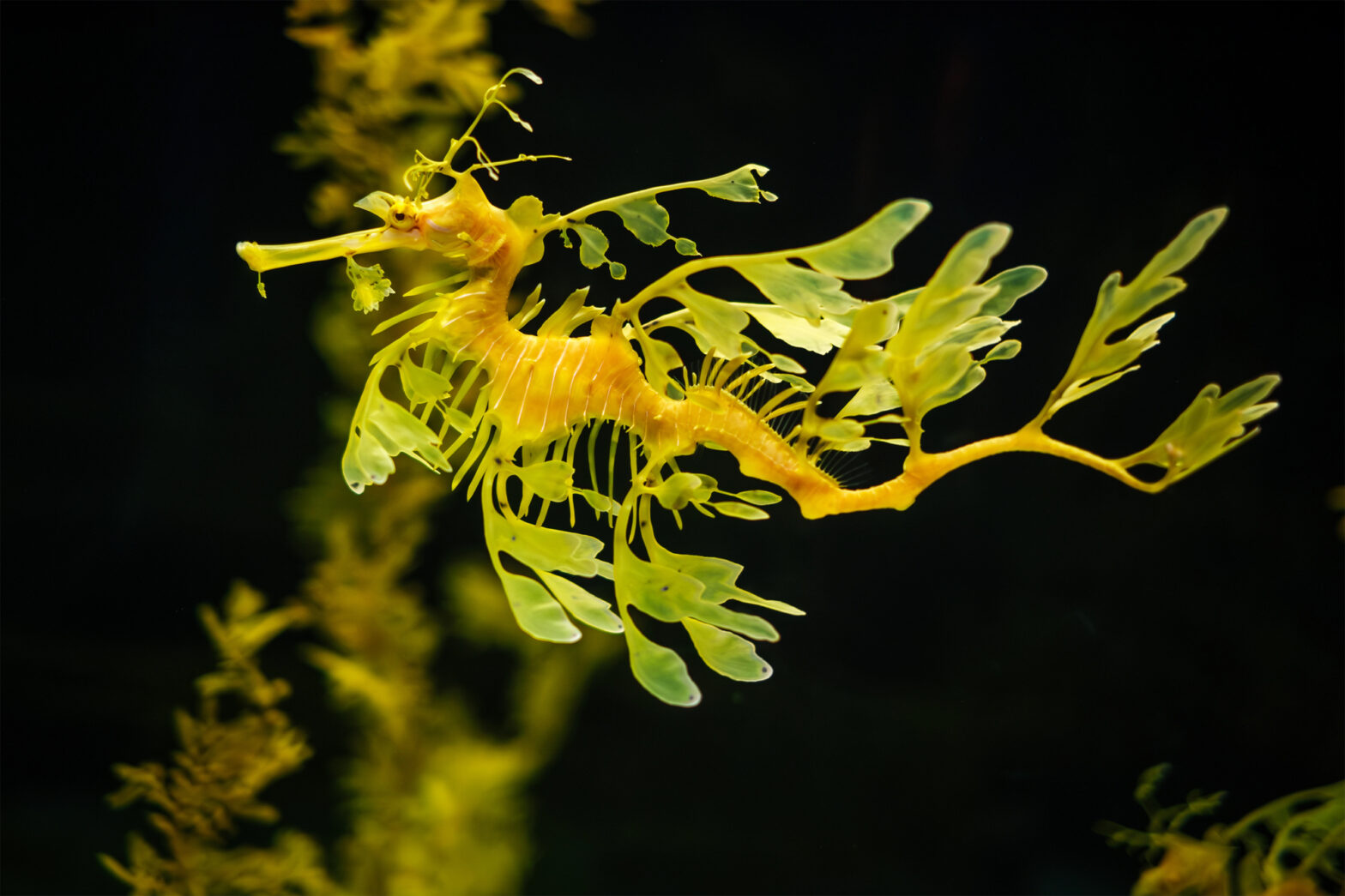 13 Ocean Creatures Scientists Recently Discovered